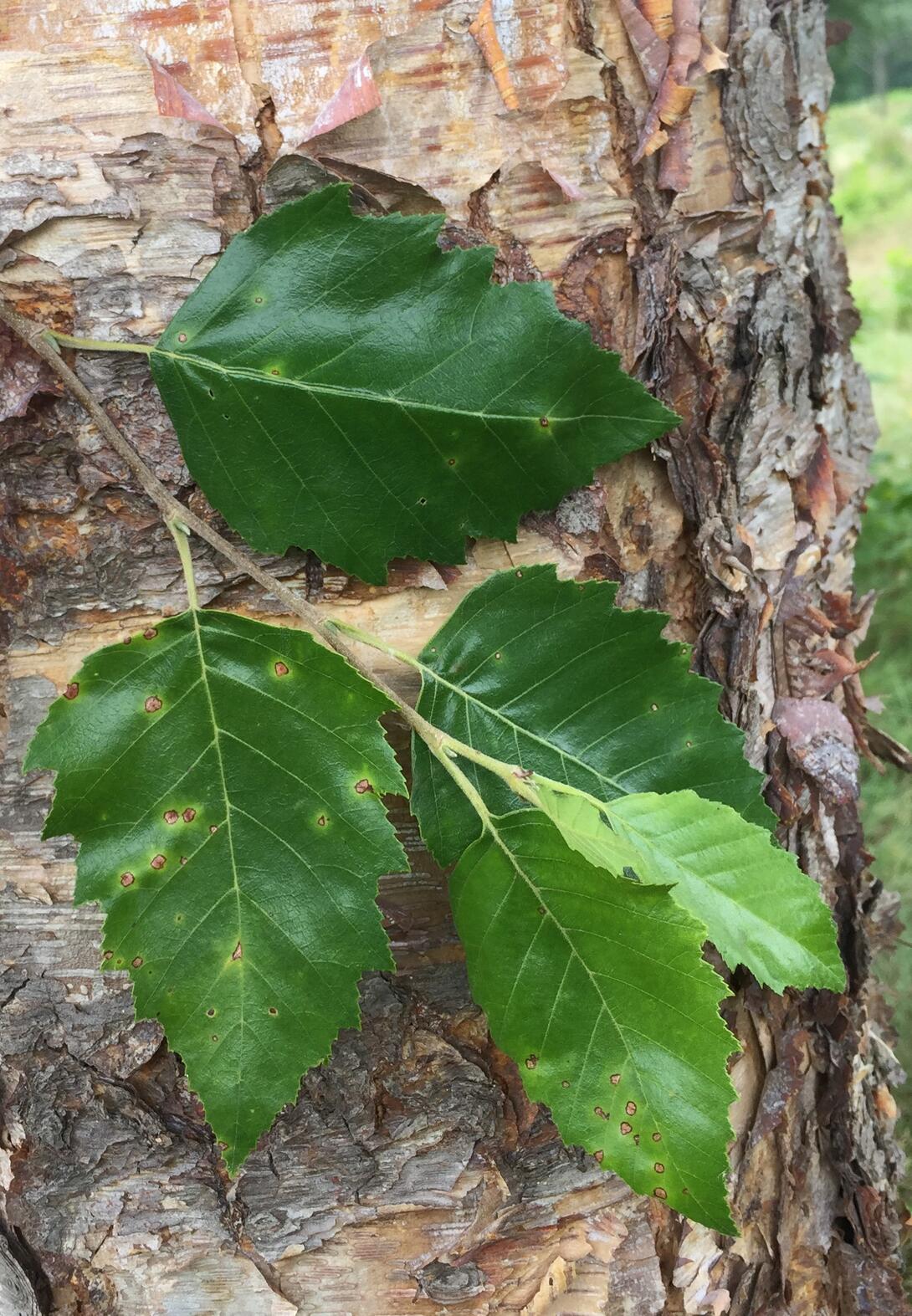 River Birch | CMP Tree Selection Tool